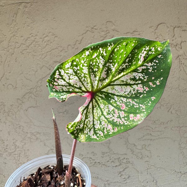 Live Angel Wing Begonia medora Starter Plant USA SELLER - Etsy