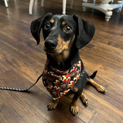 BOHO Dog Bandana Aztek Dog Bandana Pet Bandana Tie & Snap Dog Bandana ...