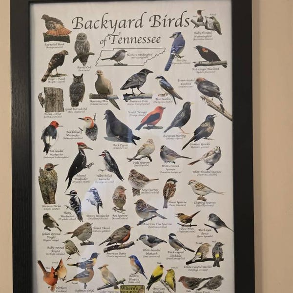 Backyard Birds of Pennsylvania Bird Identification Poster Divided Into ...