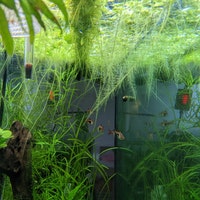 Floating Plant Package 1, Frogbit Dwarf Water Lettuce Water Spangles ...