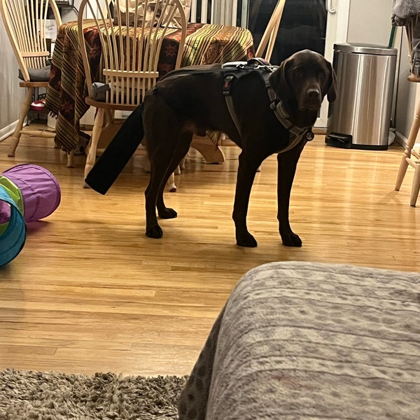 The ORIGINAL Happy Tail Guard. Vet-approved Tail Protection for Your ...