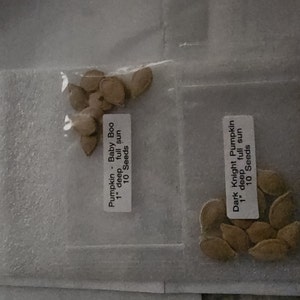 Ballerina Purple Devil Trumpet Seeds - Etsy