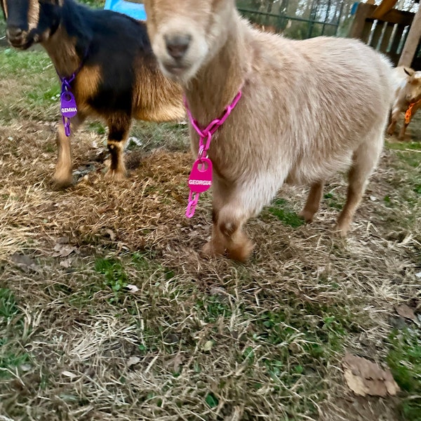 Custom Goat and Sheep Collar Tags - Etsy