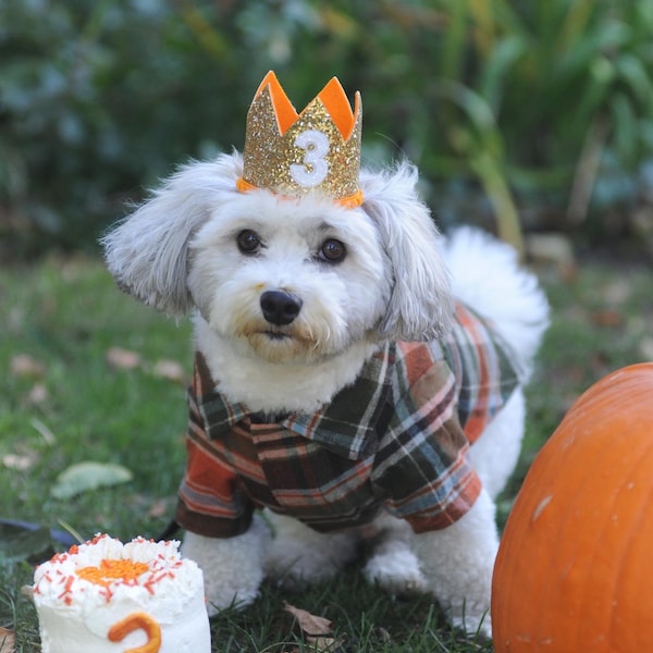Dog Birthday Crown | Pet Crown Any Age | Gold and Choose Color - Etsy