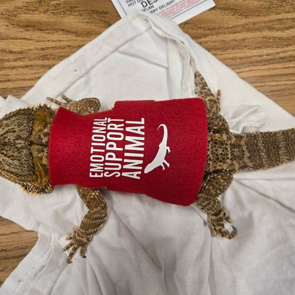 Bearded Dragon Candy Corn Costume Sweater, Halloween Lizard Sweater ...