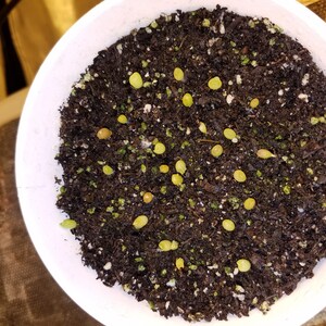 Hildewintera Colademononis Monkey Tail Cactus Seeds Super Furry Hybrid ...
