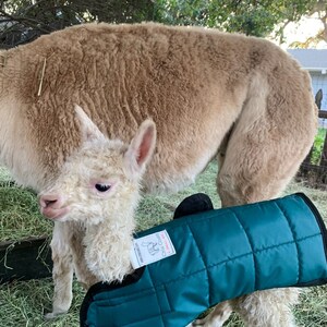 ADULT SIZES AVAILABLE at Www.criacoats.com - Do Not Order This Listing ...