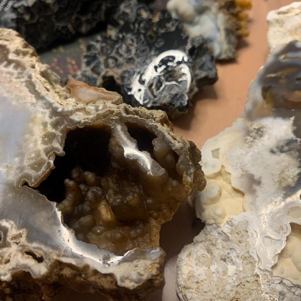 Fossil Agatized Coral Rare Color Geode Cut & Polished - Etsy