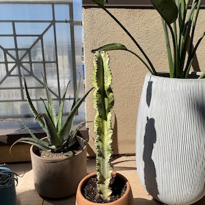 Blue Elf Aloe Aloe Cactus Succulent Live Plant | Etsy