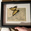 Blue Charax Real Framed Butterfly Shadowbox Display - Etsy