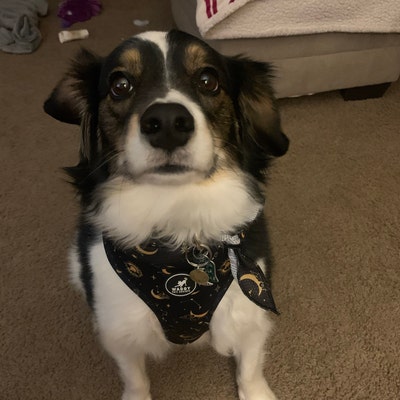 Wild Thing Dog Harness & Accessories - Etsy Australia