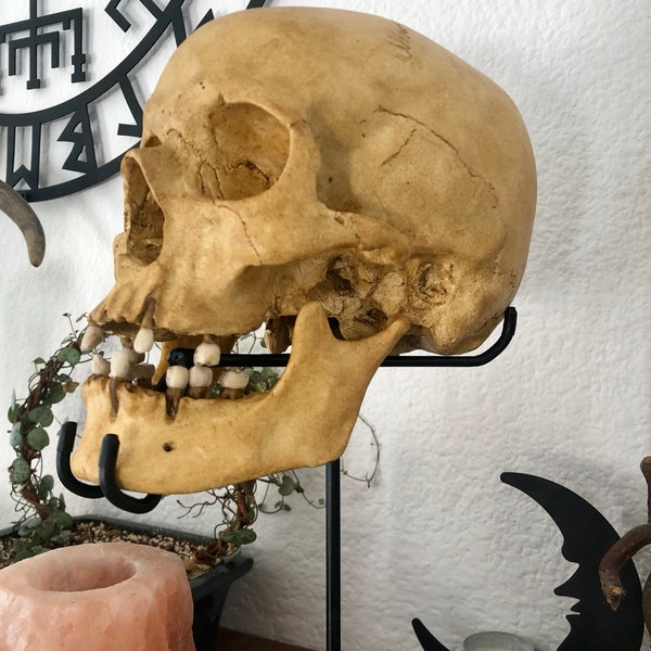 Human Skull Display Stand – Decorative Skull Exhibit for Oddities ...