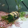 Subwassertang -pellia Moss Rare Aquatic Moss Live Aquarium Freshwater ...