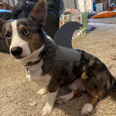 ORCA Fin for Your Large Dog. Killer Whale Fin for Your Large Dog - Etsy