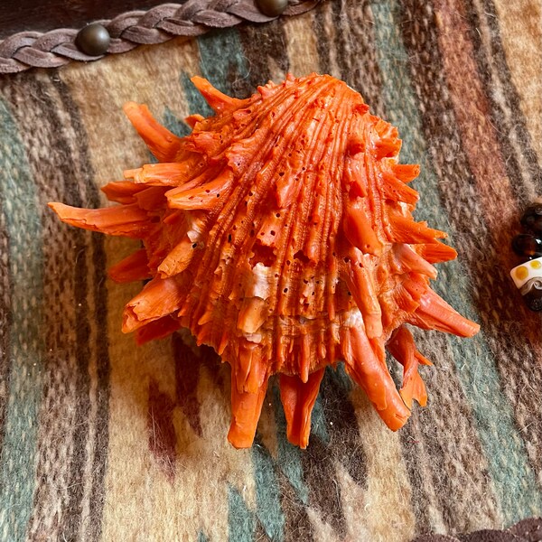 Spiny Oyster Shells White Oyster Spiny Red Oyster Sea Creature Office ...