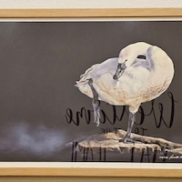 White Picture Frame Mat With White Core Available in Multiple Sizes ...