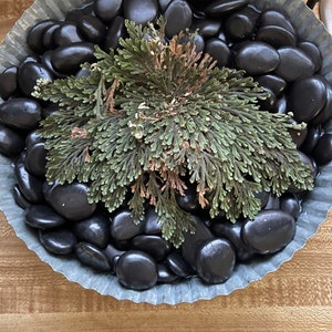 Nessastores Mexican Deep Sea Shell Beach Craft Scallop 2 - Etsy