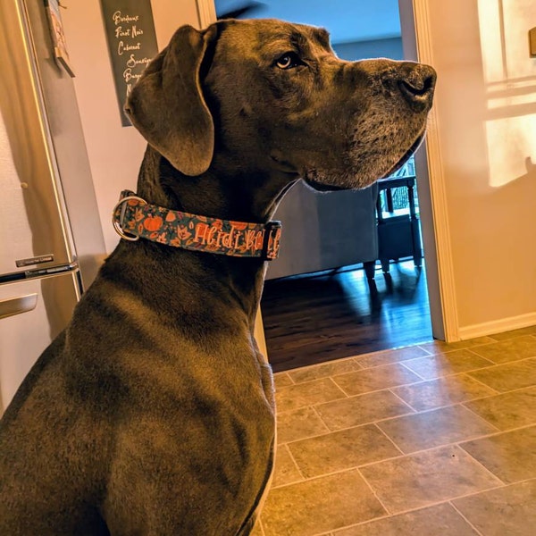 Fall Dog Collar, Autumn Dog Collar, Pumpkin Dog Collar, Embroidered Dog ...
