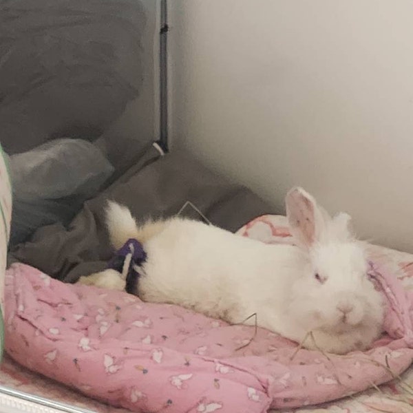 Size: Jumbo Rabbit Hock Socks 2-way Straps - Etsy