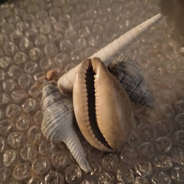 Beautiful Fossilized Cowrie Shell - Etsy