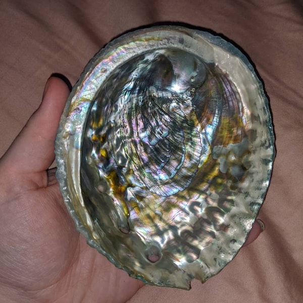 Abalone Shell - Perfect for Smudge Sticks - Alter Tool - High Quality ...