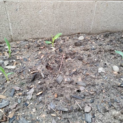 Aztec Black Corn, Ancient Heirloom, 20 Seeds Non GMO, Early Plants ...