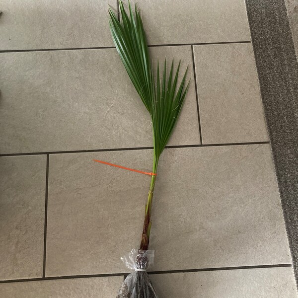 10 Pindo Palm Seedling Starts Butia Capitata - Etsy