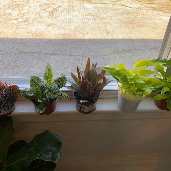 Houseplant Variety Pack (4 Plants) (4" Pots)*easy Care *assorted ...