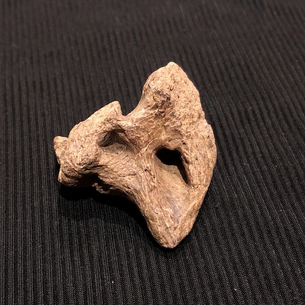 RARE Coelurus Toe Phalange Fossil Theropod Dinosaur Bones Morrison ...