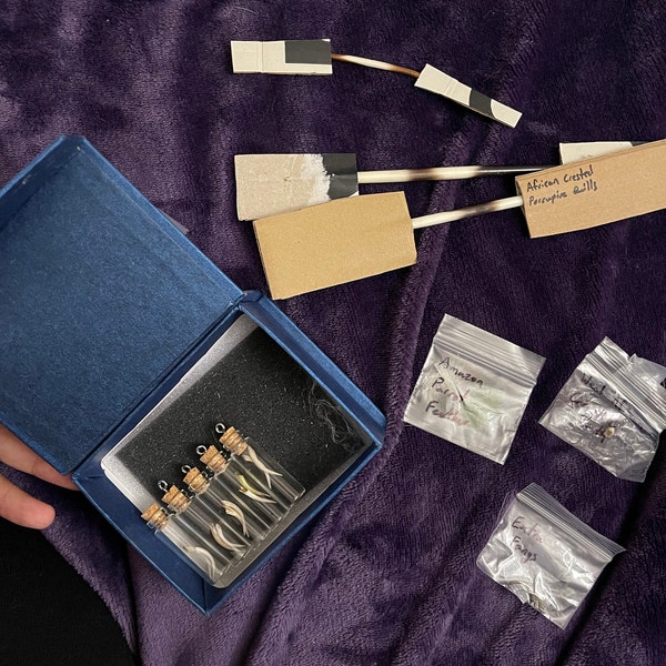 Copperhead Shed Skin - Etsy