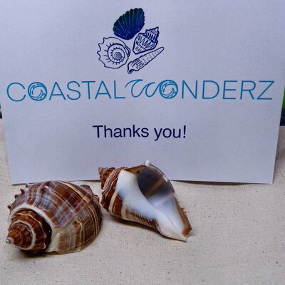 Conch Florida King Crown Conch Seashell Handpicked on Marco Island or ...