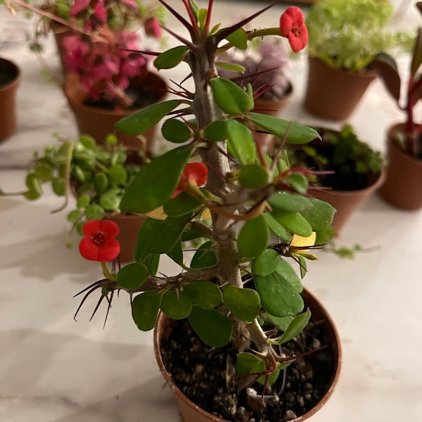 Dwarf Crown of Thorns Red Form (euphorbia Milii Imperatae) - Etsy