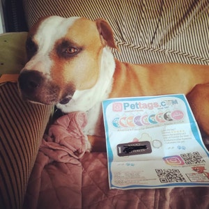 Halo UNSC Dog Tags personalized Stainless Steel or 24K Gold Plated - Etsy