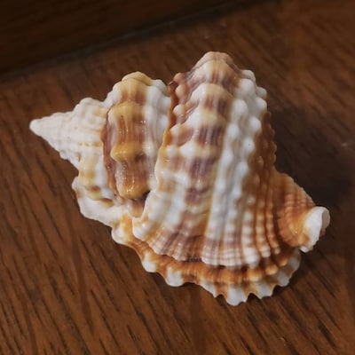 Jumbo Real Philippine Mud Jungle Starfish Sea Star 1 - Etsy