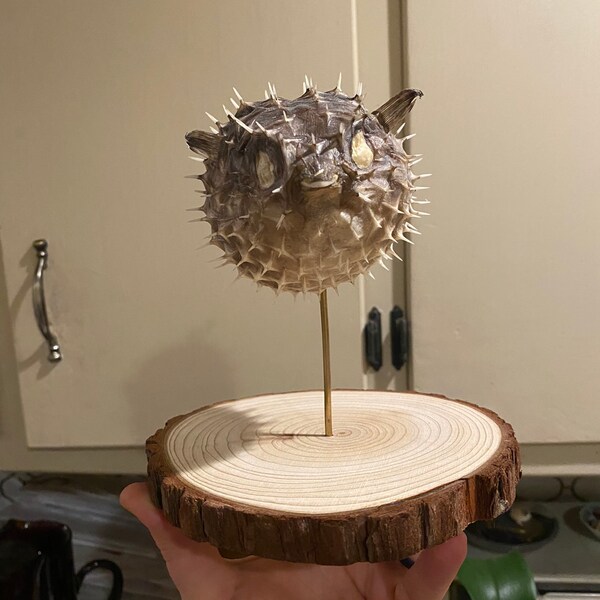 Snakehead Fish Skeleton,real Fish Head Skull,fish Skeleton,museum ...