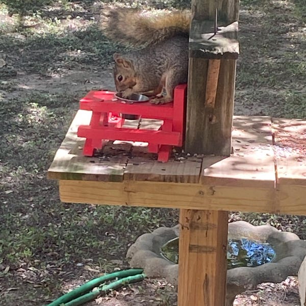 Squirrel Picnic Table, Squirrel Feeder, Picnic Table for Squirrel, Fence Picnic Table for ...