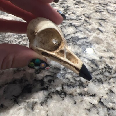 Rotting Skeleton Corpse - Etsy