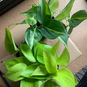 LIVE Combo 4 Inch Pots Brazilian Philodendron & Neon Pothos Evergreen ...