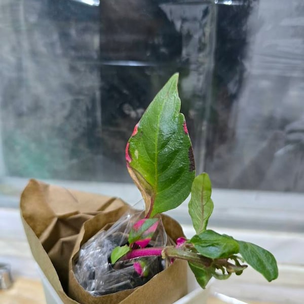 Philodendron El Choco Red Starter Plant ALL STARTER PLANTS Require You ...