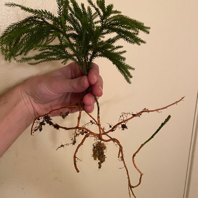 Princess Pine, Sustainably Harvested, Native Plant, Terrariums, Fairy ...