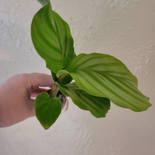 Calathea Orbifolia Starter Plant: Round Foliage Tropical Plant (***all ...