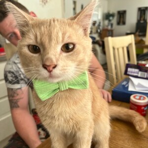 Custom Cat Collar Bell Bow in Blue Corduroypersonalized - Etsy