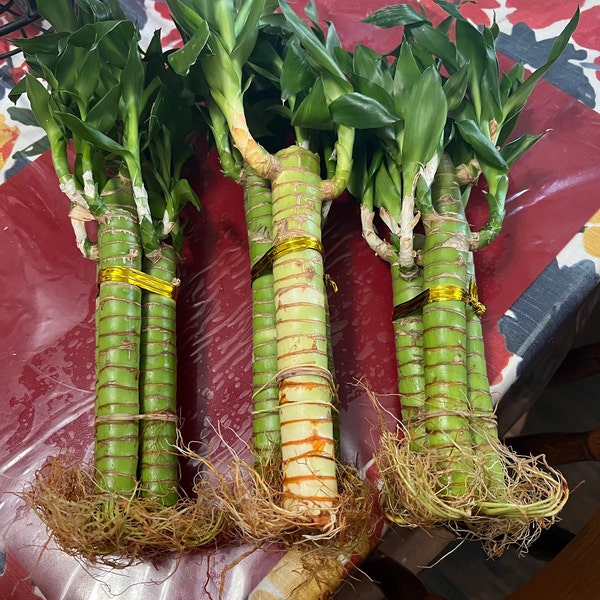 Hydrocotyle Vulgaris Copper Coin Plant, Chinese Coin Plant Marsh ...