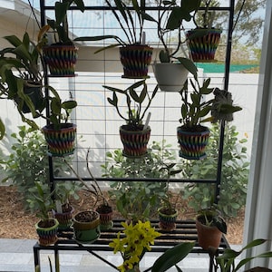 Diplo the Dilophosaurus Dino Pot With Plants Skull Air Plant - Etsy