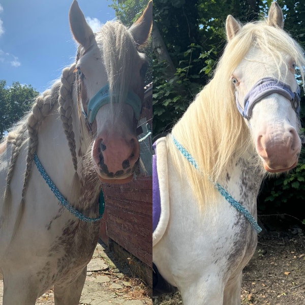 Saddle Grab Strap | Black Biothane | Balance Strap | Horse Riding ...