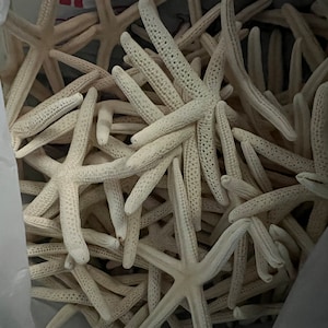 1 to 10 Pieces Real Sand Dollars Sanddollars 2 3/8 to 3 or 2 1/2 to 4 ...