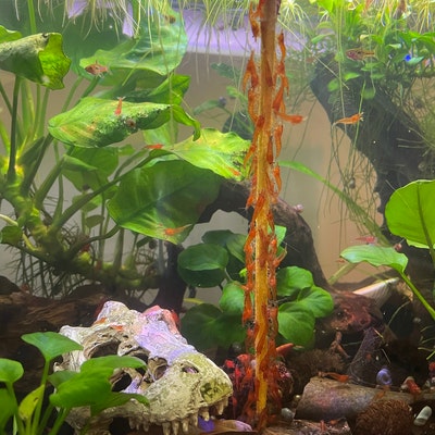 5 Indian Almond Leaves Nano, 5 Filao Cones & 10 Alder Cones Package for ...