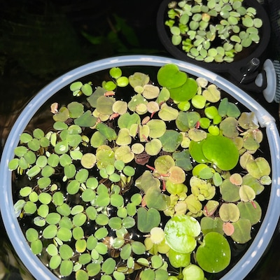 50 Leaf Velvet Water Spangles FREE BONUS PLANT Salvinia Cucullata ...