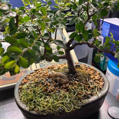 Surinamese Stick Pea Powder Puff Bonsai Tree winter - Etsy