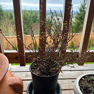 Sweetgrass Hierochloe Odorata 1 Gal Container - Etsy